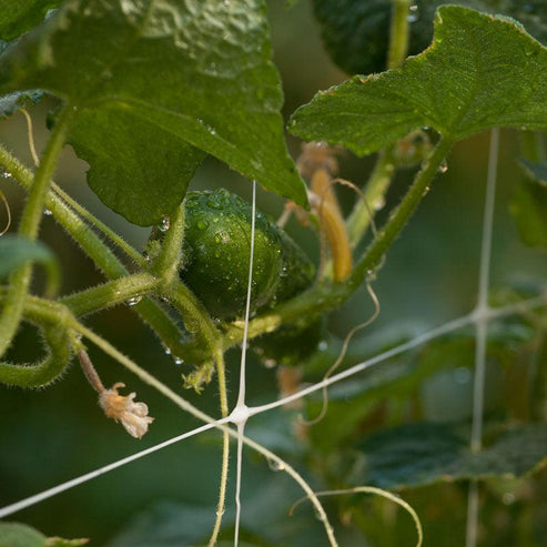 Hortonova Trellis (48" x 3280' Roll) - Grow Organic