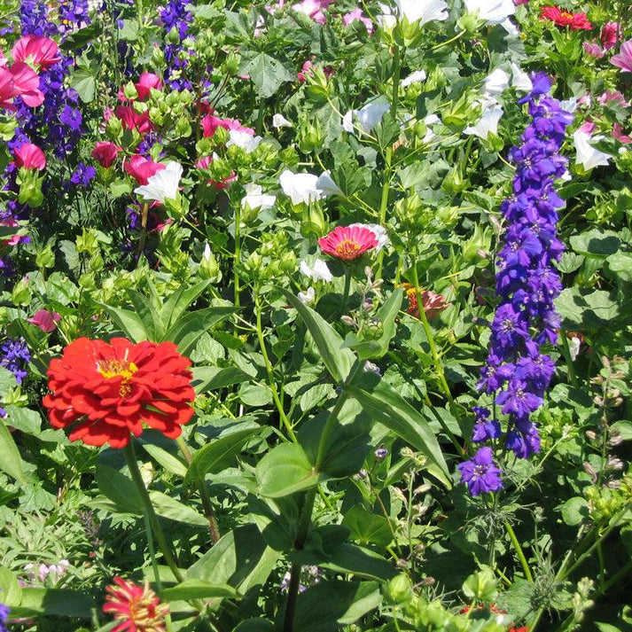Hummingbird Garden Wildflower Mix (1/4 lb) - Grow Organic