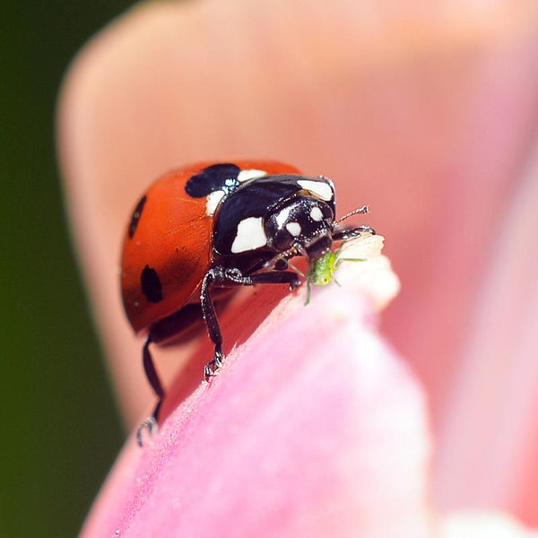 Pink Lady Bug