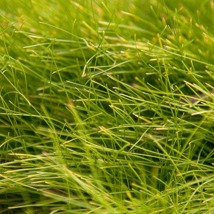 Molate Fescue Native Grass Seed - Grow Organic