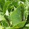 Napa Bilko Cabbage Seeds (Organic) - Grow Organic