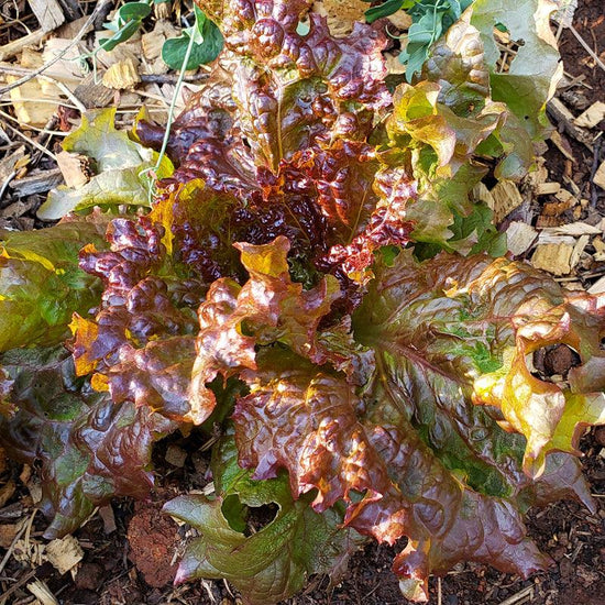 Organic New Red Fire Lettuce - Colorful Salad Greens – Grow Organic