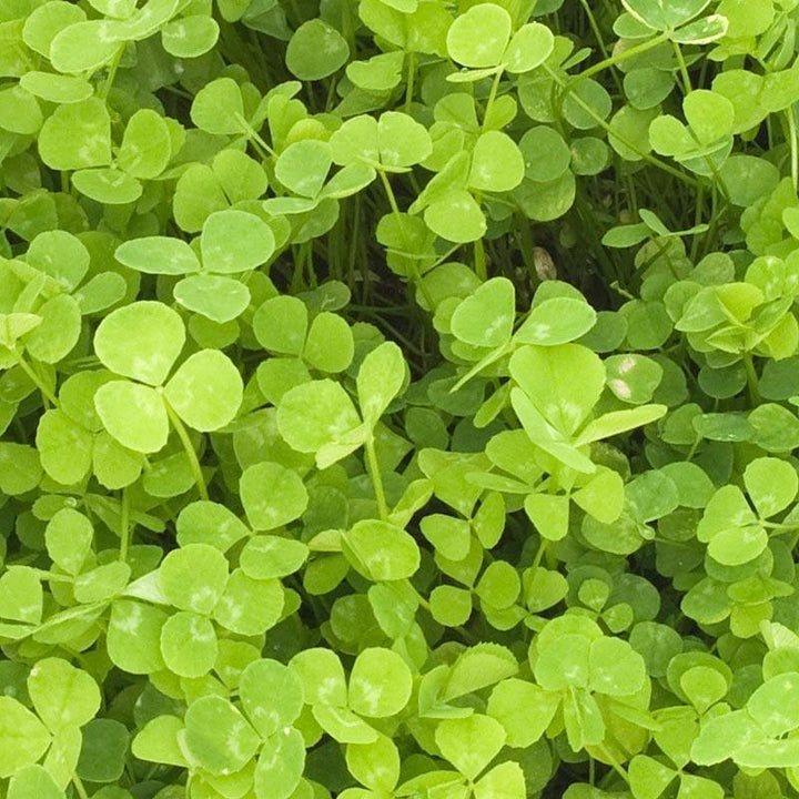 Clover Seeds For Lawn and Landscaping – Grow Organic