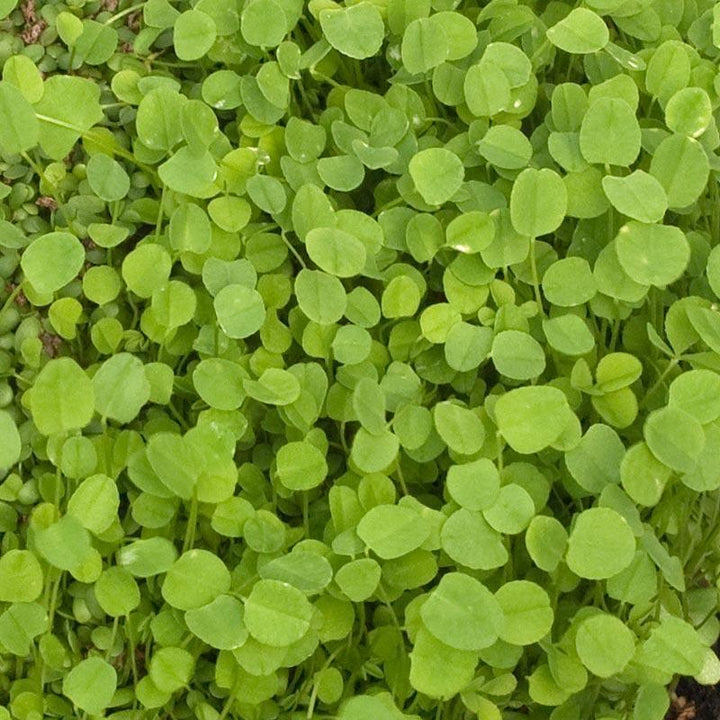 Clover Seeds For Lawn and Landscaping – Grow Organic