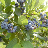 Buy Organic Blueberry Bush – Bare Root Organic Blueberry Plants for ...