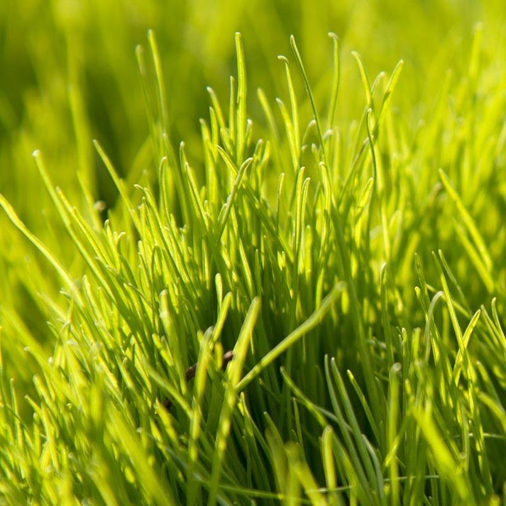 Oregon Annual Ryegrass Seed - Grow Organic