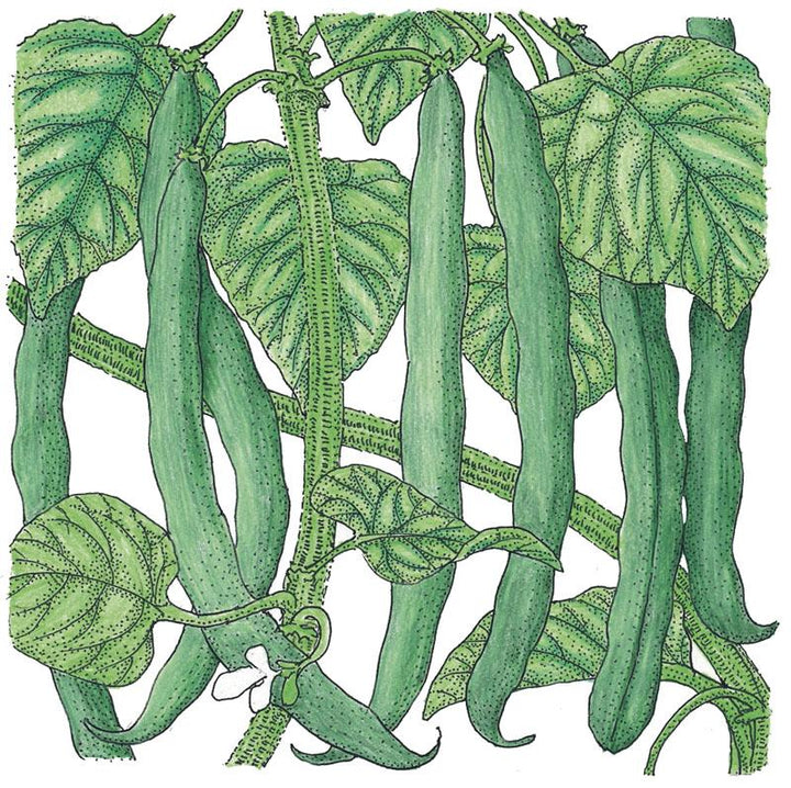 Organic & Non-GMO Bean Seeds from $3.99 - Grow Organic