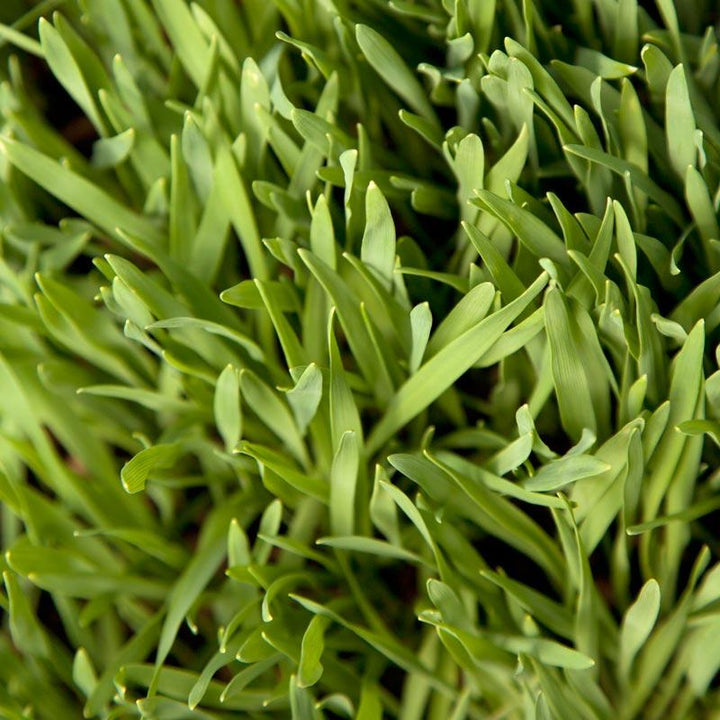 Non-GMO Cereal Grain Cover Crop Seeds - Grow Organic