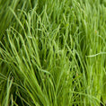Organic Orchardgrass - Grow Organic