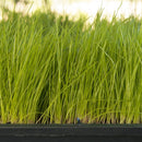 Organic Ryegrass, Oregon Annual - Grow Organic