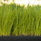 Organic Ryegrass, Oregon Annual - Grow Organic