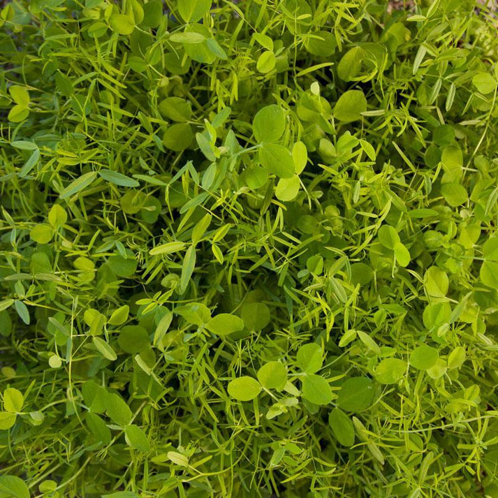 Peaceful Valley Cold Zone Soil Builder Mix - Raw Seed – Grow Organic