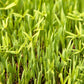 Peaceful Valley Forage Blend Dryland Pasture Mix - Raw Seed – Grow Organic