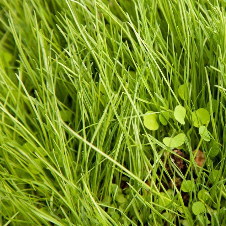 Organic Grass Seed & Grass Seeds | Organic Grass Seed For Lawns – Grow ...