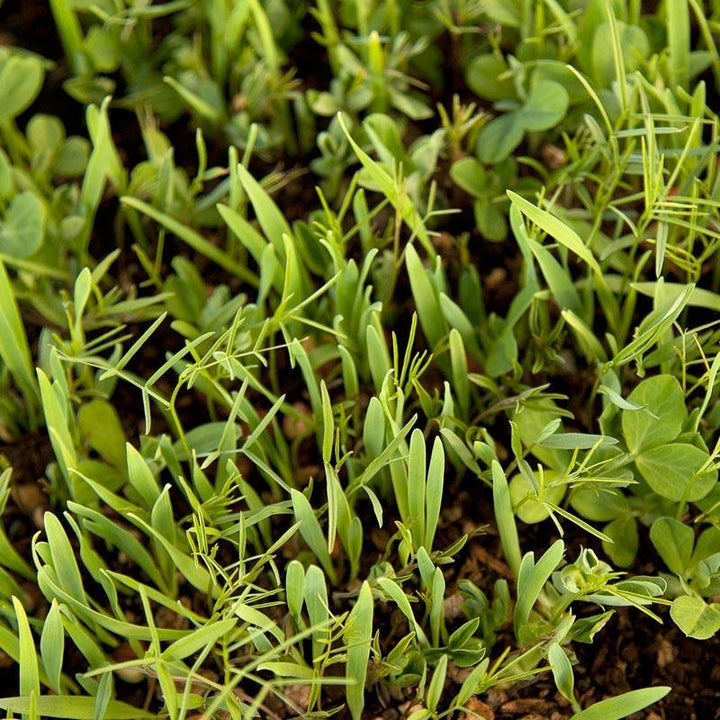 Non-GMO Legume Cover Crop Seed for Sale - Grow Organic