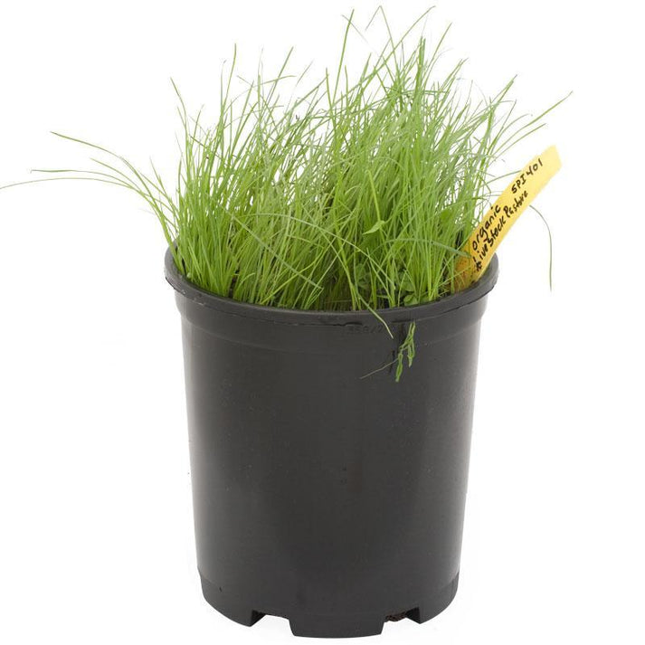 Organic General Livestock Irrigated Pasture Mix – Grow Organic