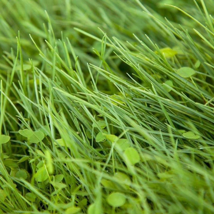 Organic Grass Seed For Lawns | Grass Seed | Grow Organic