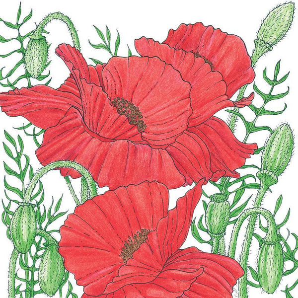 Poppy, Corn (1/4 lb) - Grow Organic