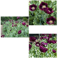 Renee's Garden Poppy California Lauren's Dark Grape Heirloom – Grow Organic