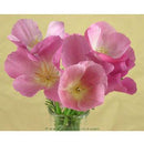 Dusky Rose California Poppy Flower Seeds – Grow Organic