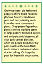 Renee's Garden Poppy Pepperbox (Heirloom) - Grow Organic