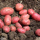 Spring-Planted Organic Red Pontiac Seed Potatoes - Grow Organic