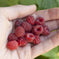 Red Raspberry - Canby (Thornless) (Bundle of 3) – Grow Organic
