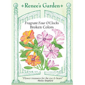 Broken Colors Four O'Clock Flower Seeds – Grow Organic