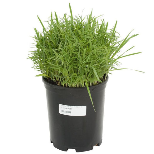 Peaceful Valley Legume Oat Mix #2 - Raw Seed – Grow Organic