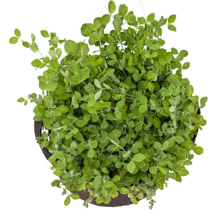 Peaceful Valley Winter Edible Cover Crop Mix - Raw Seed – Grow Organic