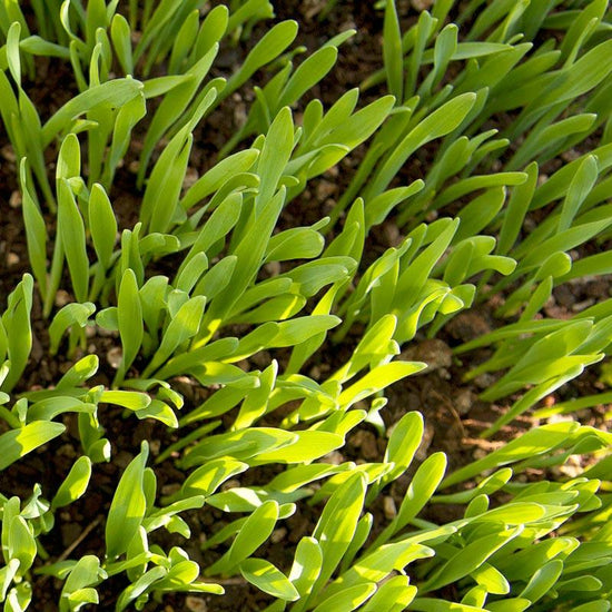 Beardless Barley Seed - Grow Organic