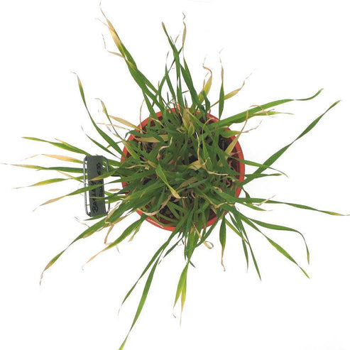 Beardless Barley Seed - Grow Organic