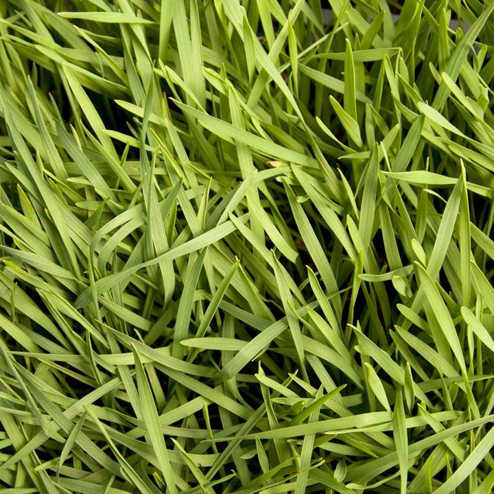 Non GMO Wheat seed | Organic Wheat seed | Wheat Seed – Grow Organic