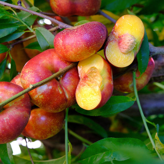 Nectarine Trees For Sale - Grow Organic
