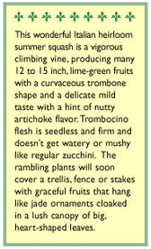 Renee's Garden Squash Summer Climbing Trombetta di Albinga – Grow Organic