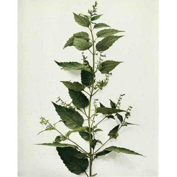 Buy Organic Skullcap – Tips for Growing Skullcap from Skullcap Seeds ...