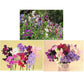 Spencer Ruffled Sweet Pea Flower Seeds – Grow Organic