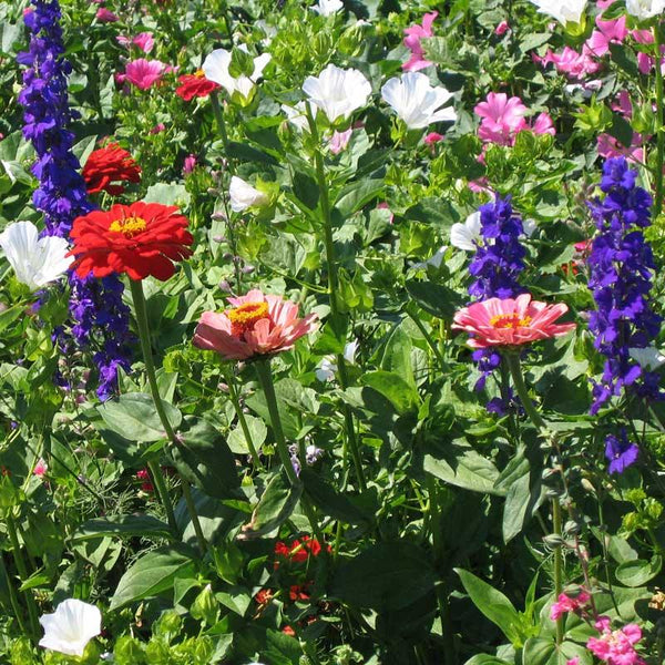 Hummingbird Garden Wildflower Mix (1/4 lb) - Grow Organic