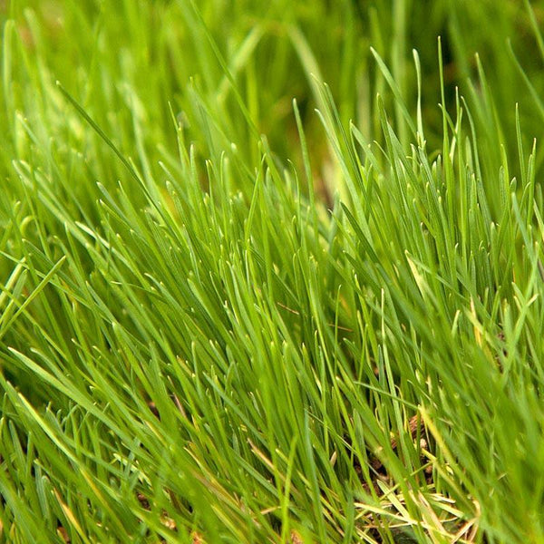 Timothy Grass